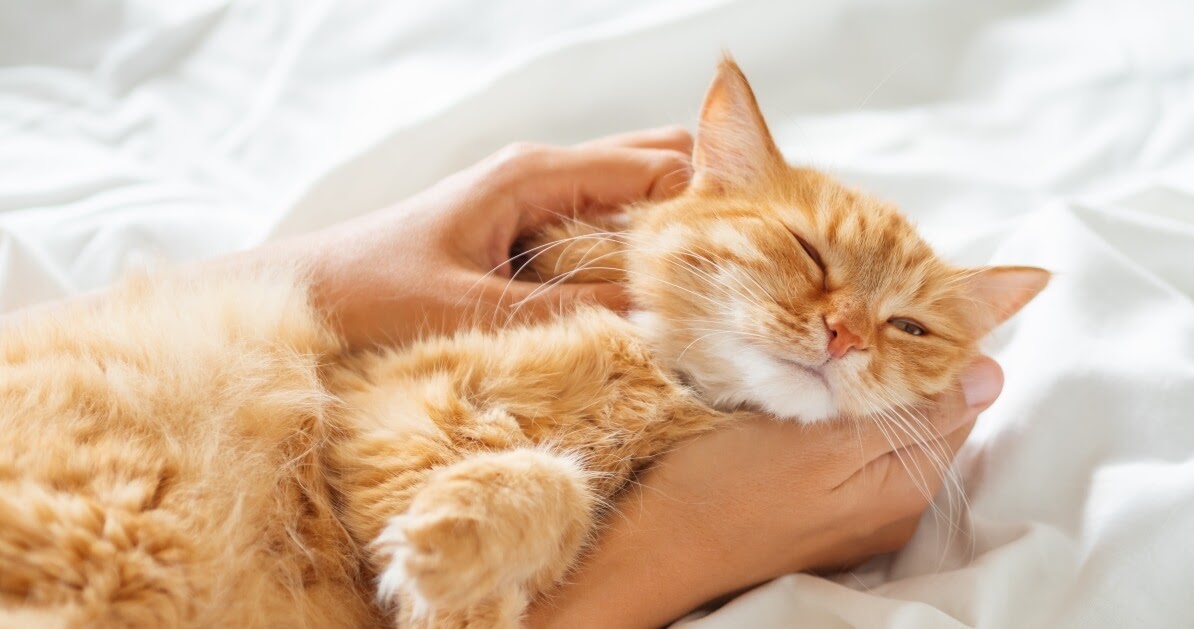 Ginger Cat Appreciation! 12 Reasons Ginger Cats are so Special